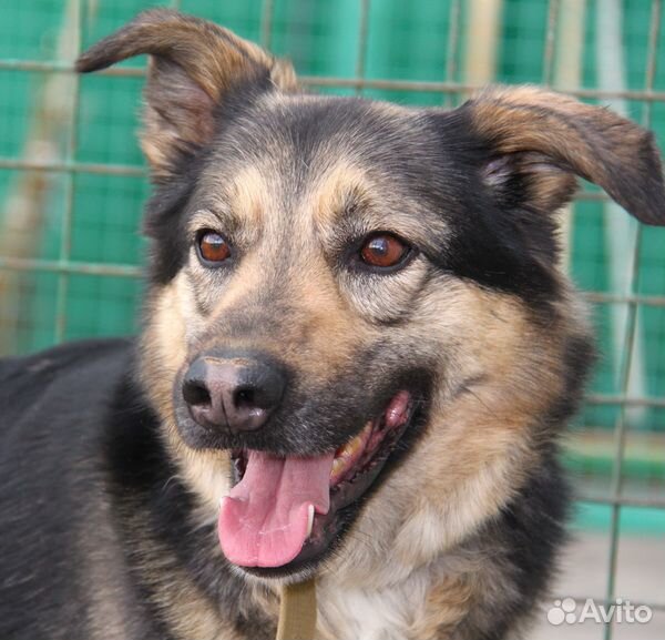 Пес Барбос - друг на всю жизнь (собака в дар)