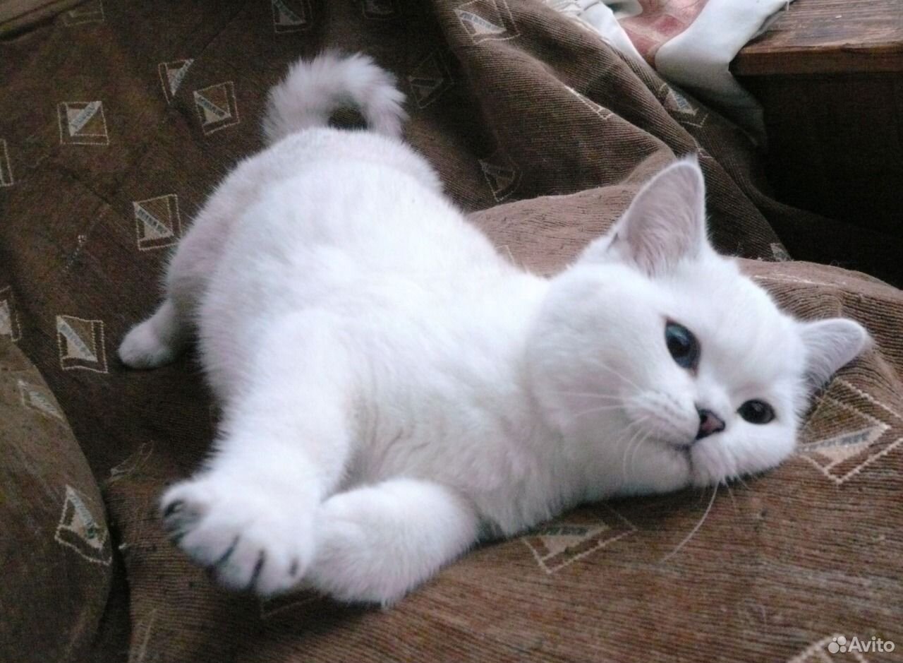 Кошечка шиншилла поинт