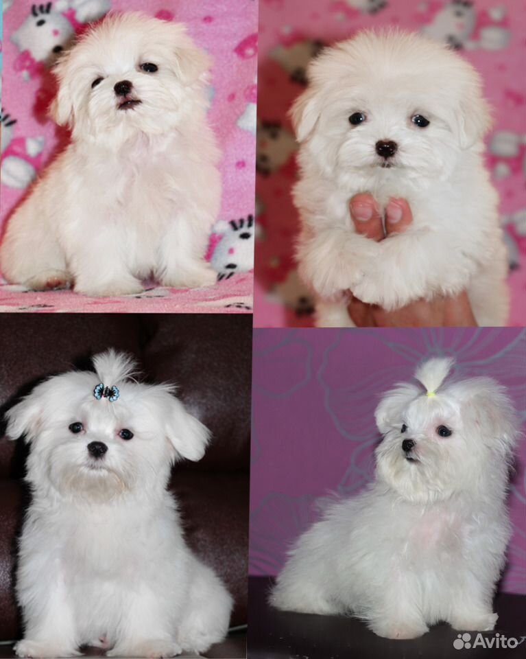 Сказочно красивые малыши Мальтезе)