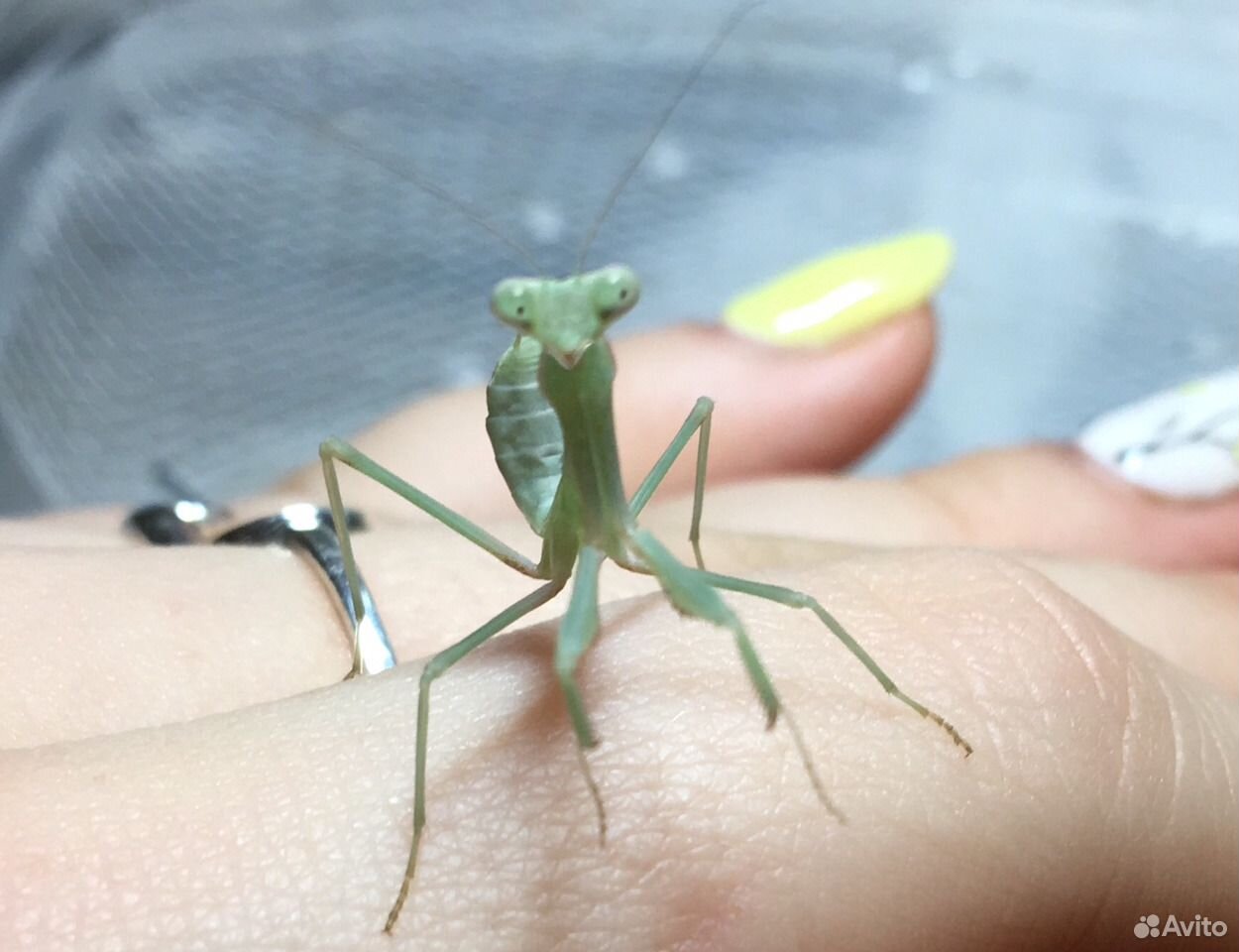 Нимфы африканского древесного богомола