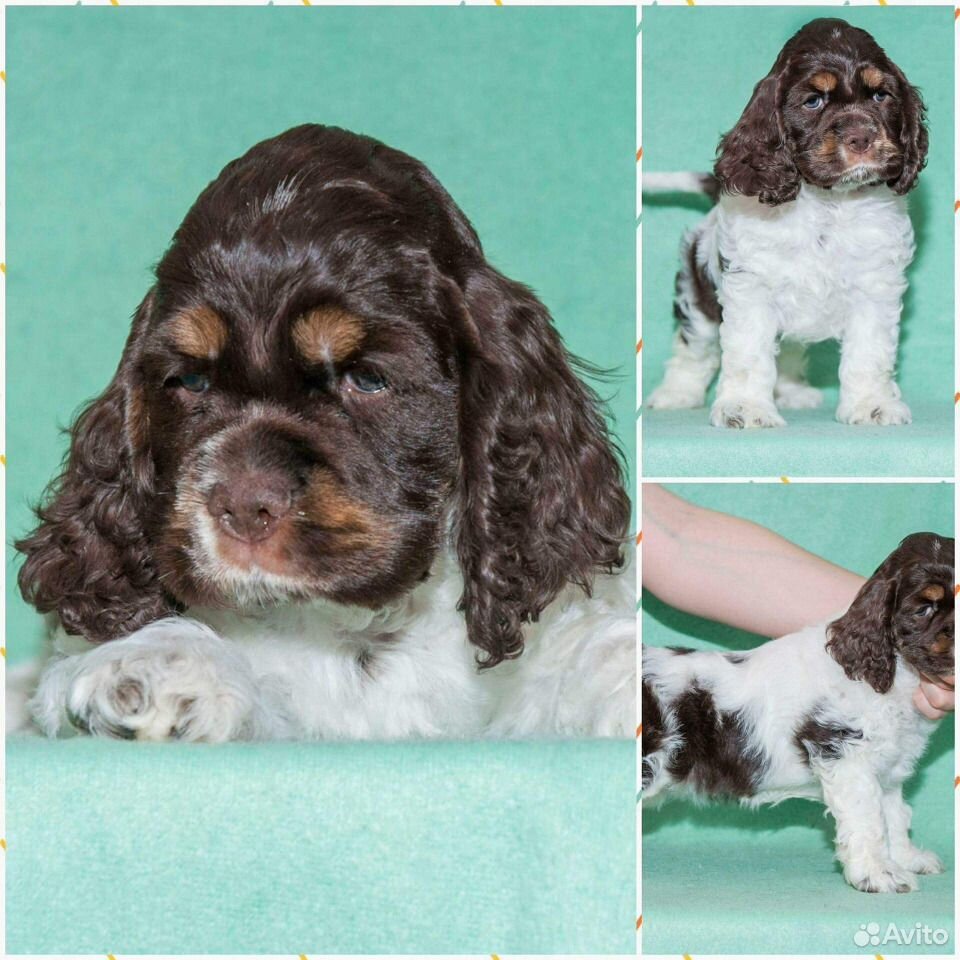 Шикарные щенки амкокера