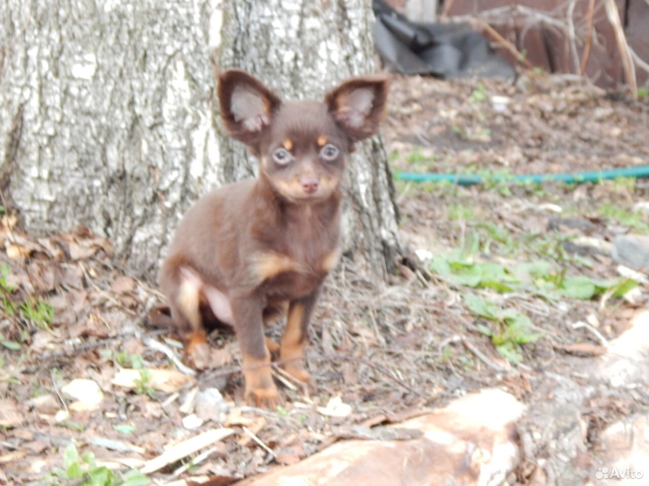Мальчик шоколадик РКФ