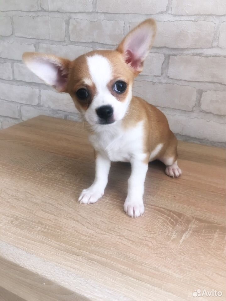 Мини чихуахуа