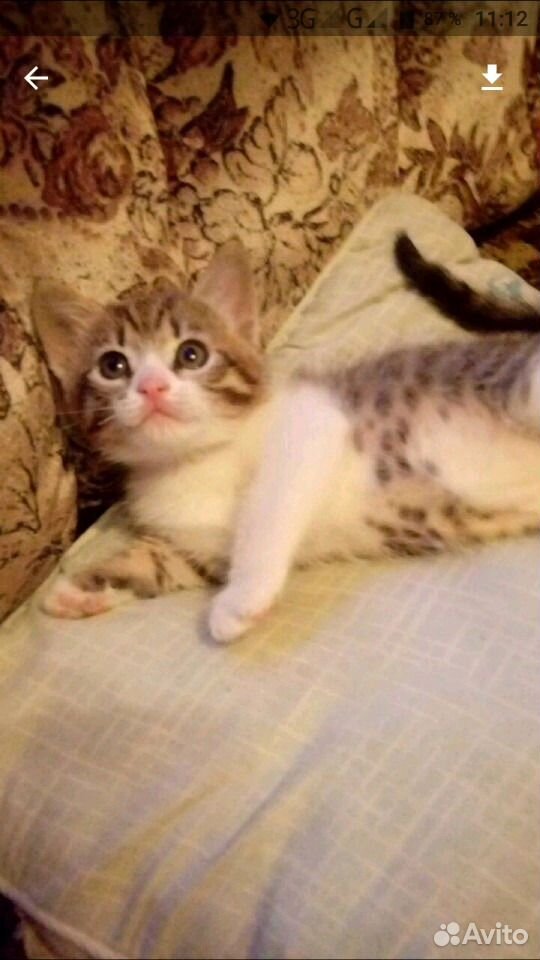 Подарю лапульку