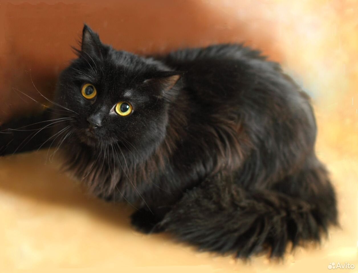 Сибирский котик из питомника