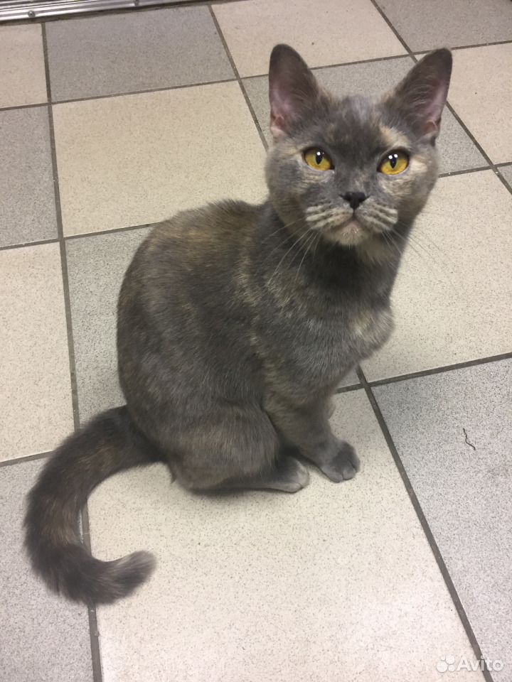 Потеряшка ищет дом