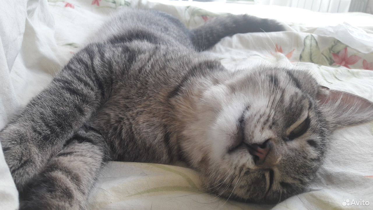 Суперласковый котенок