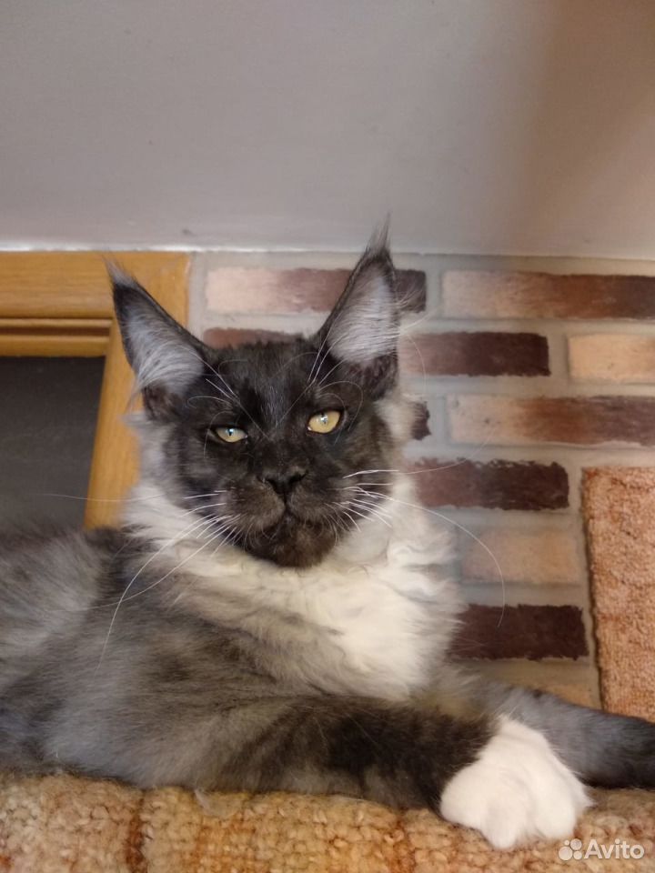 Крупные, лохматые и породные мейн-куны