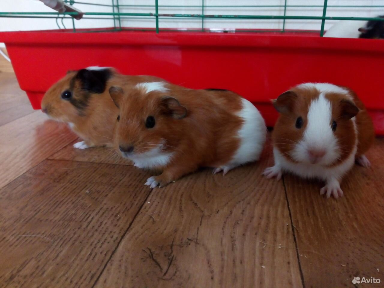 Морские свинки