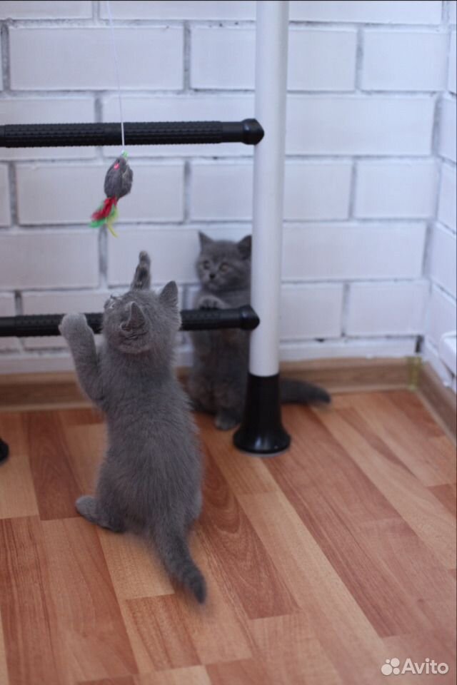 Суперские шотландские котята