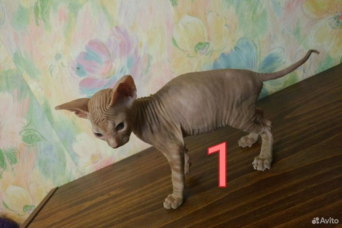 Донской Сфинкс