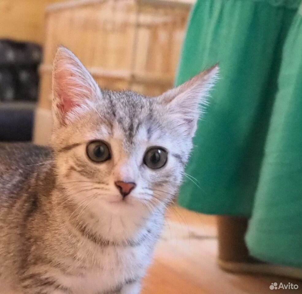 Ассоль в добрые руки