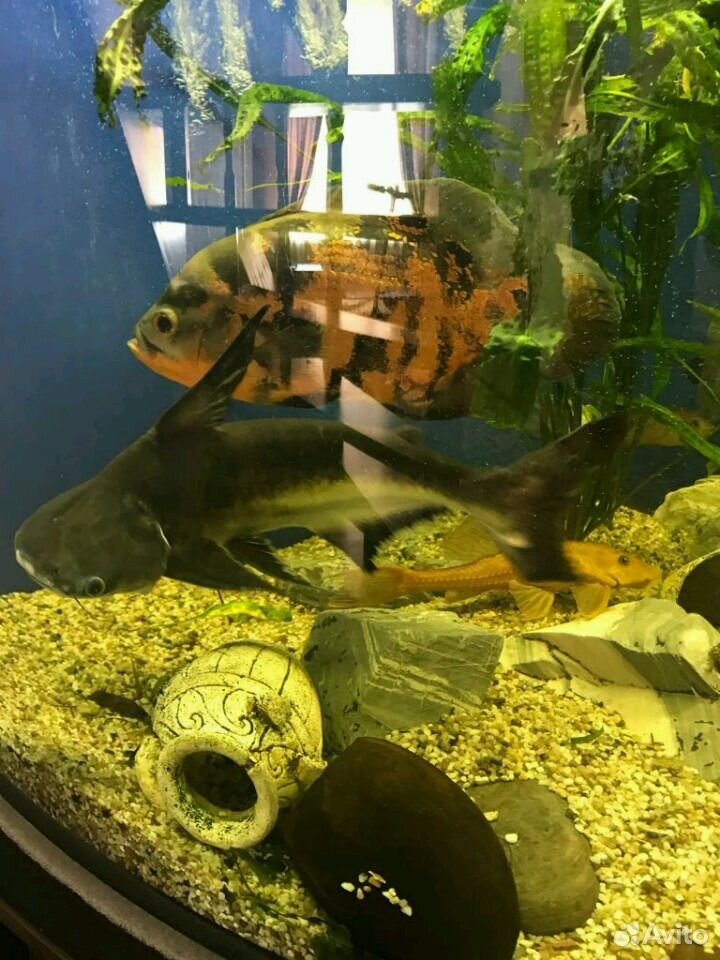 Акулий сом более 30 см