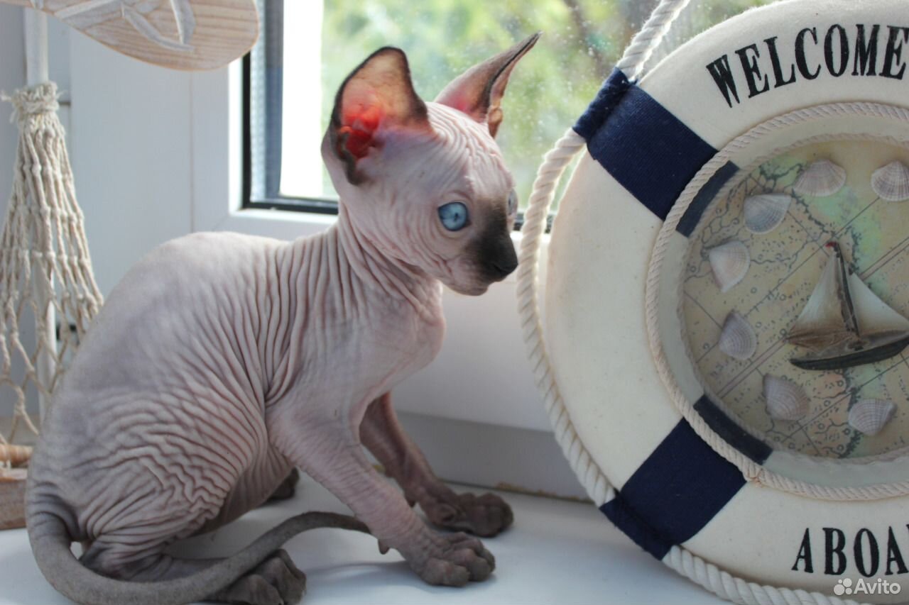 Два брата акробата