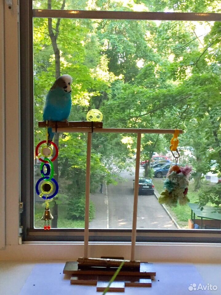 Попогуйчики получехи. Кеша, Бэль #кешабэль