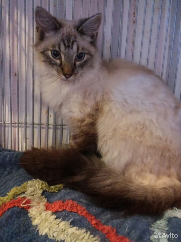 Молоденький котик 10 месяцев