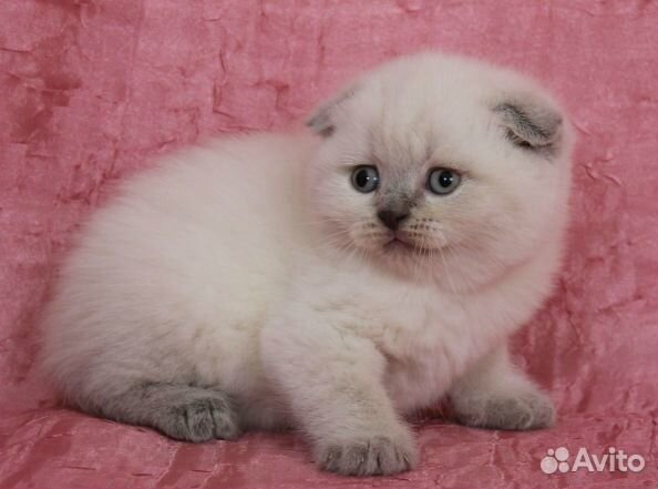 Блю пойнт кошечка Алана,есть кот