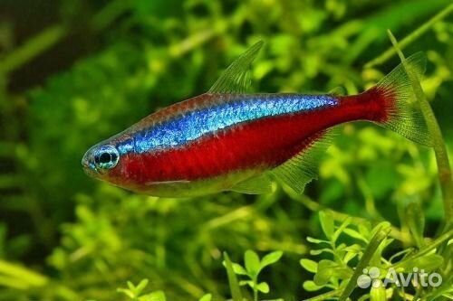 Неоны, апистограмма, барбус, скалярии, сомики