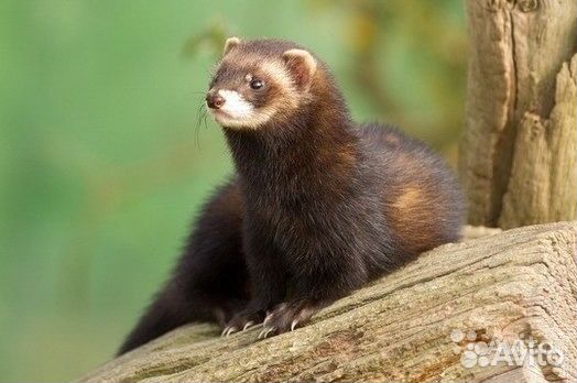 Продам Хорьков любого пола паспорта Города фреток