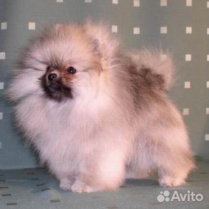 Компанейская кнопа