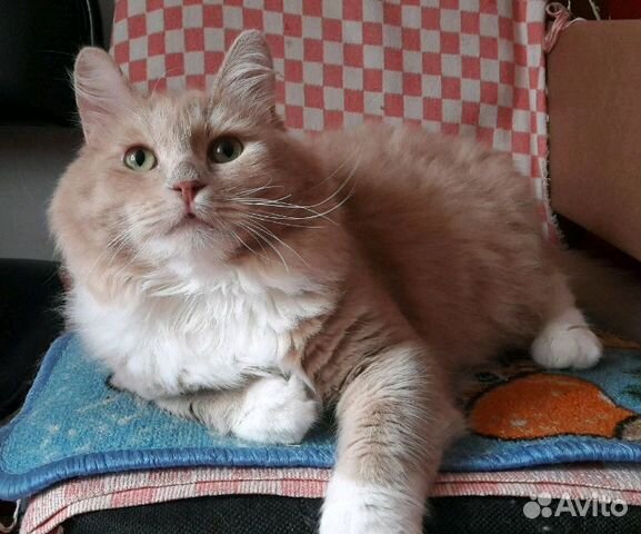 Ищем дом для котика с непростой судьбой