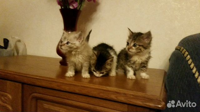Котята в хор. Руки