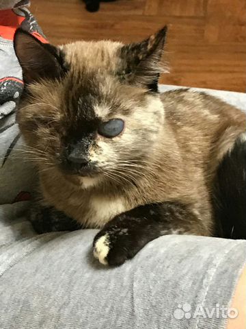 Антошка - слепая кошечка, ей нужен дом