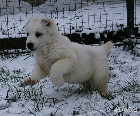 Белая медведица