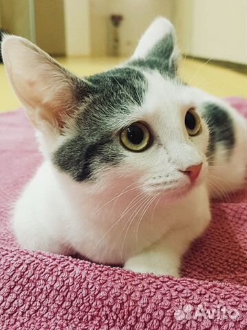 В добрые руки