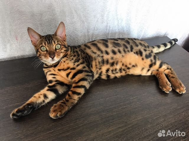 Красавец Бенгал для вязки