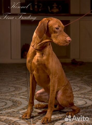 Мальчик подросток венгерская выжла