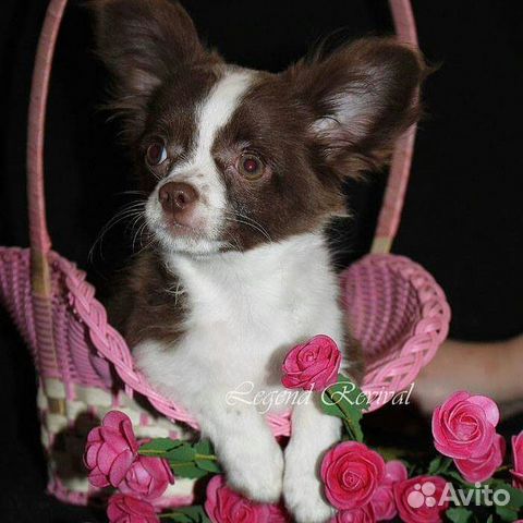 Шоколадка Чихуахуа