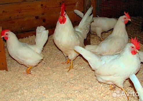 Куры В-33 семья