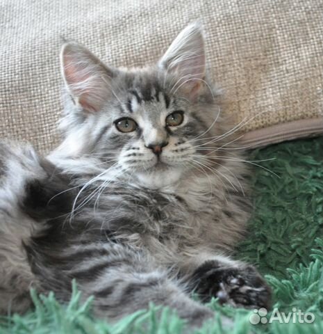 Котик мейн кун