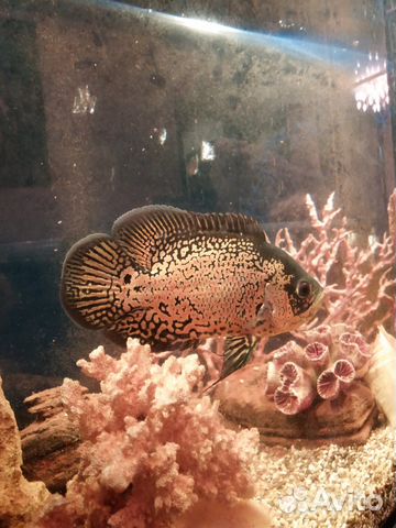 Аквариумные рыбки Астронотус цена за 2 шт