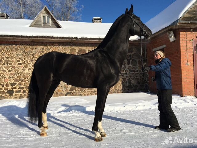 Чистокровный ахалтекинец