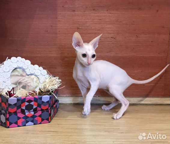 Белоснежная девочка корниш