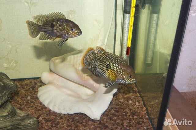 Рыбы Акара и астронотус