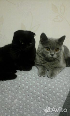 Кошечки В добрые И заботливые руки