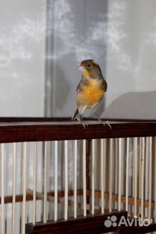 Самочка канарейки