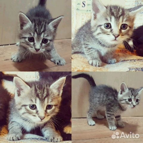 Кошечка, родилась 8 марта