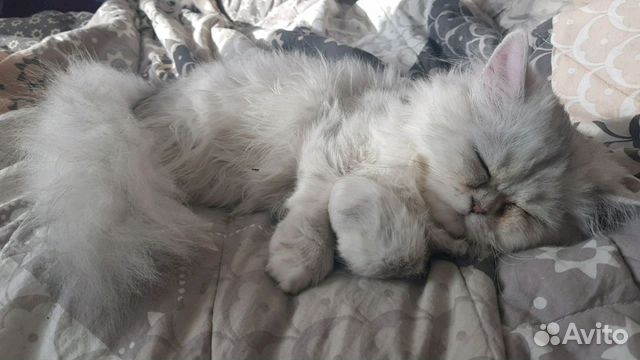 Очень классная плюшевая кошечка шиншила