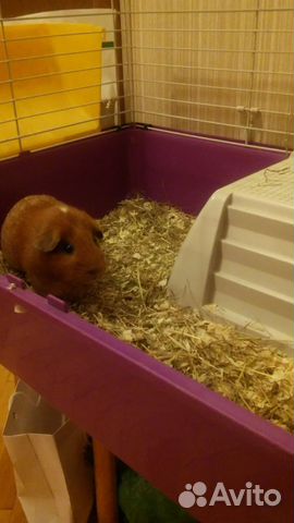 Отдам морскую свинку