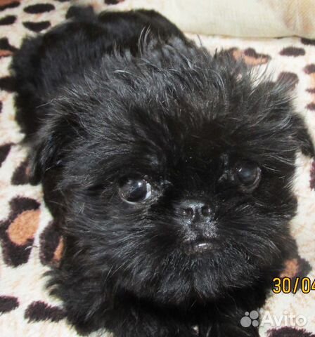 Черная девочка-бельгийка