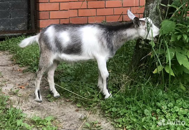 Комолая козочка