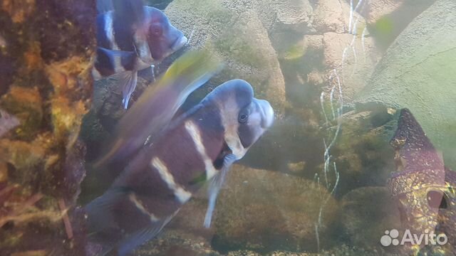 Фронтозы 2 шт