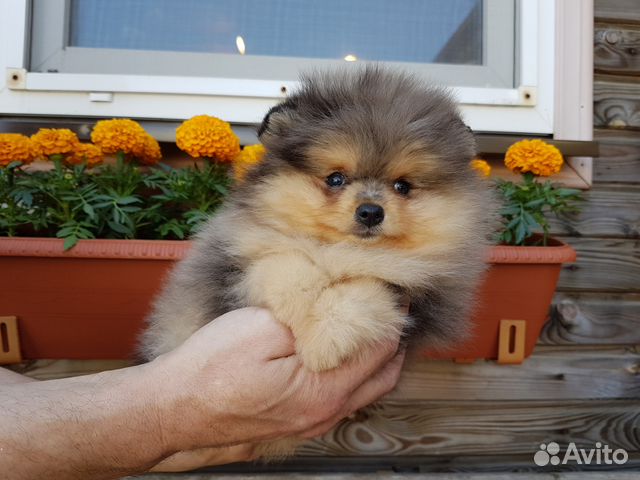 Блюмерле девочка