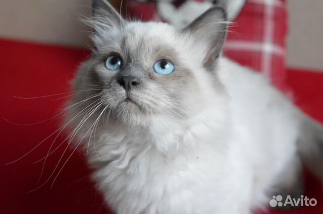 Котята Невские Маскарадные