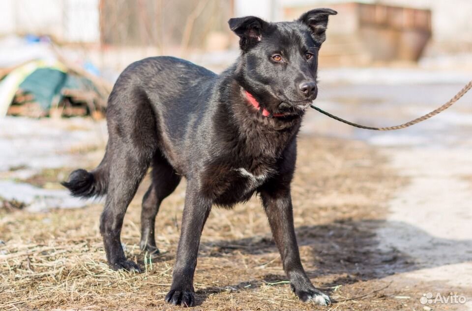 Майли ищет дом