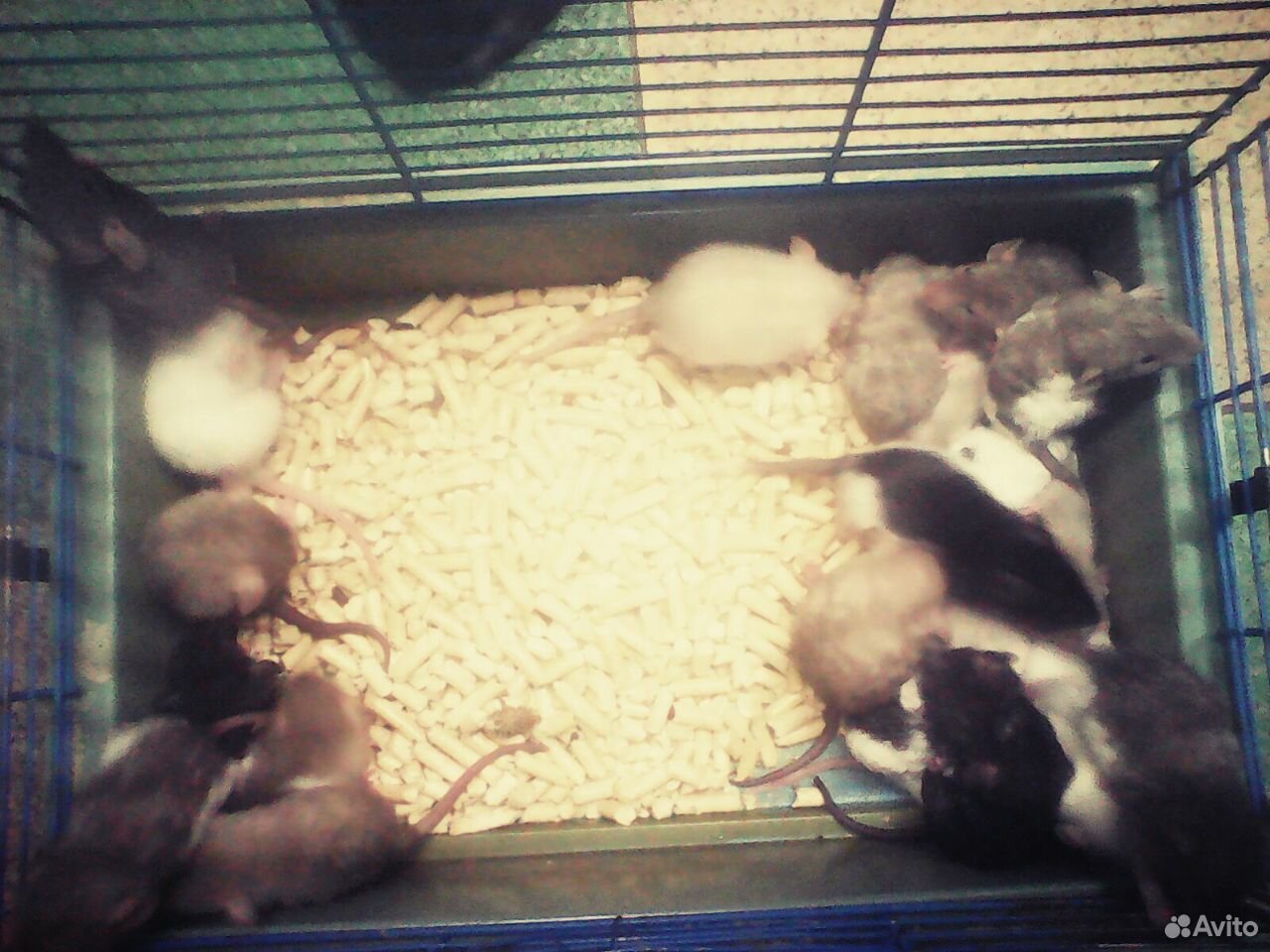 Крысята малыши